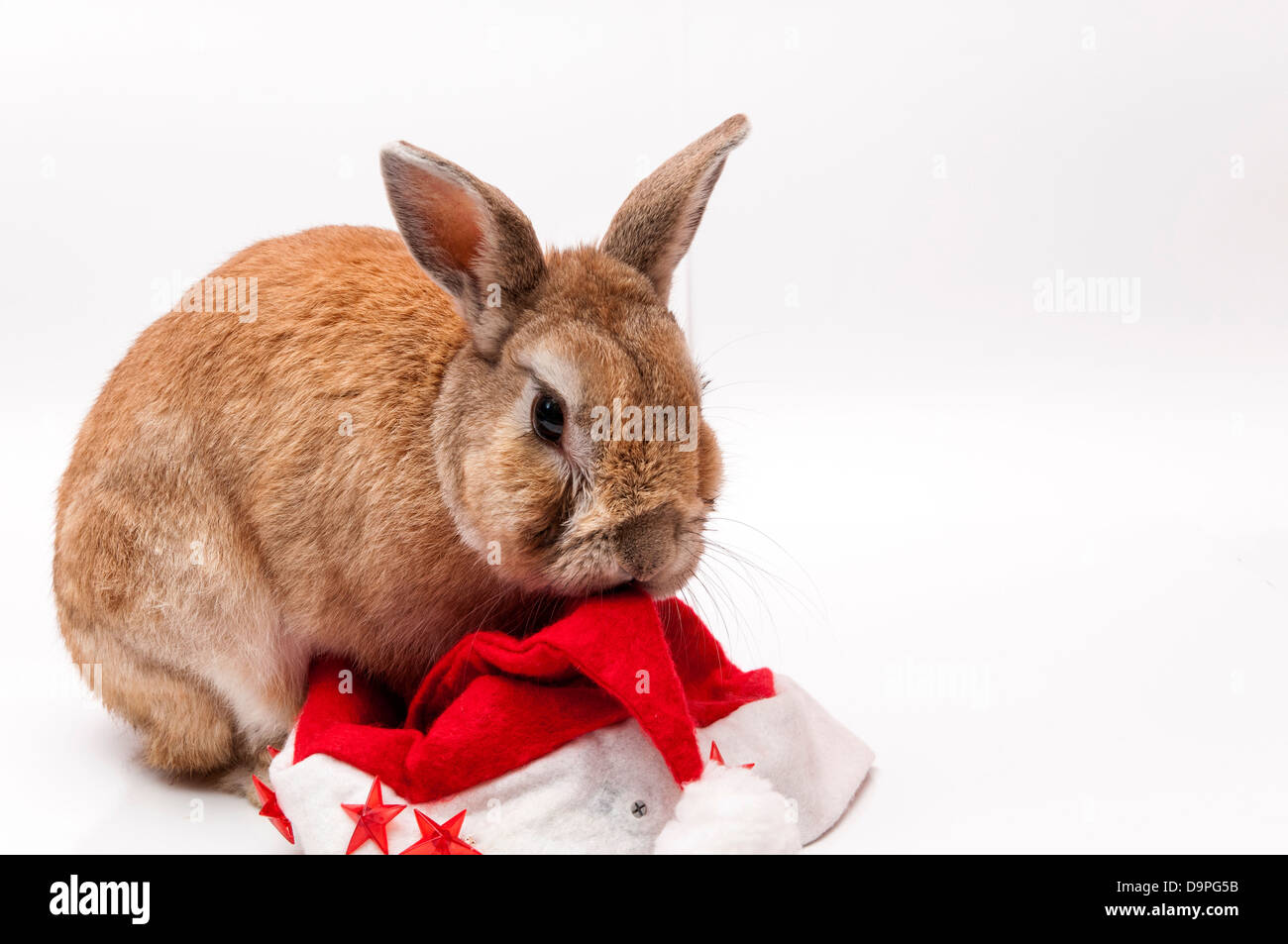 Funny Rabbit wearing a christmas hat Stock Photo - Alamy
