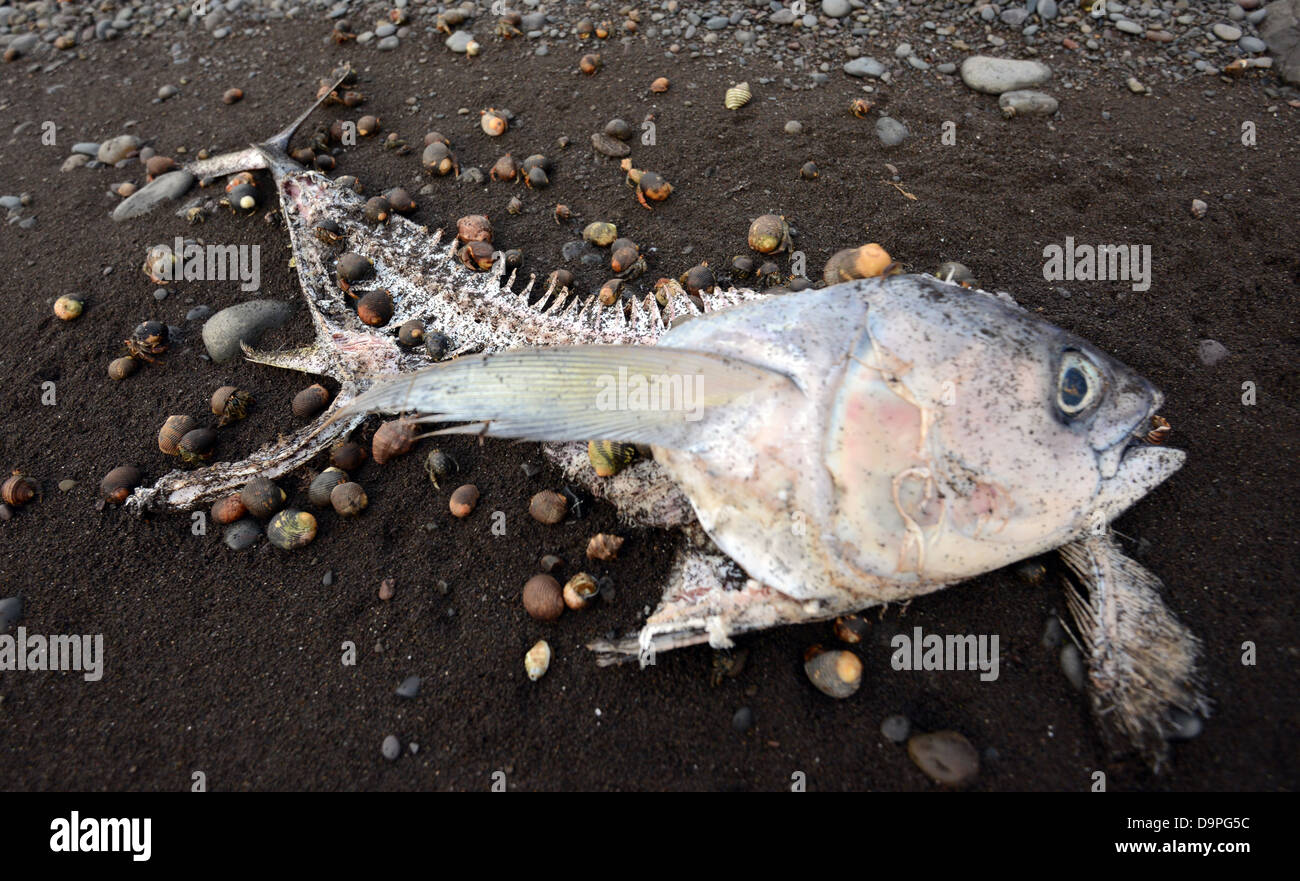 Pollution and dead yellowfin tuna on beach being eaten by hermit crabs ...