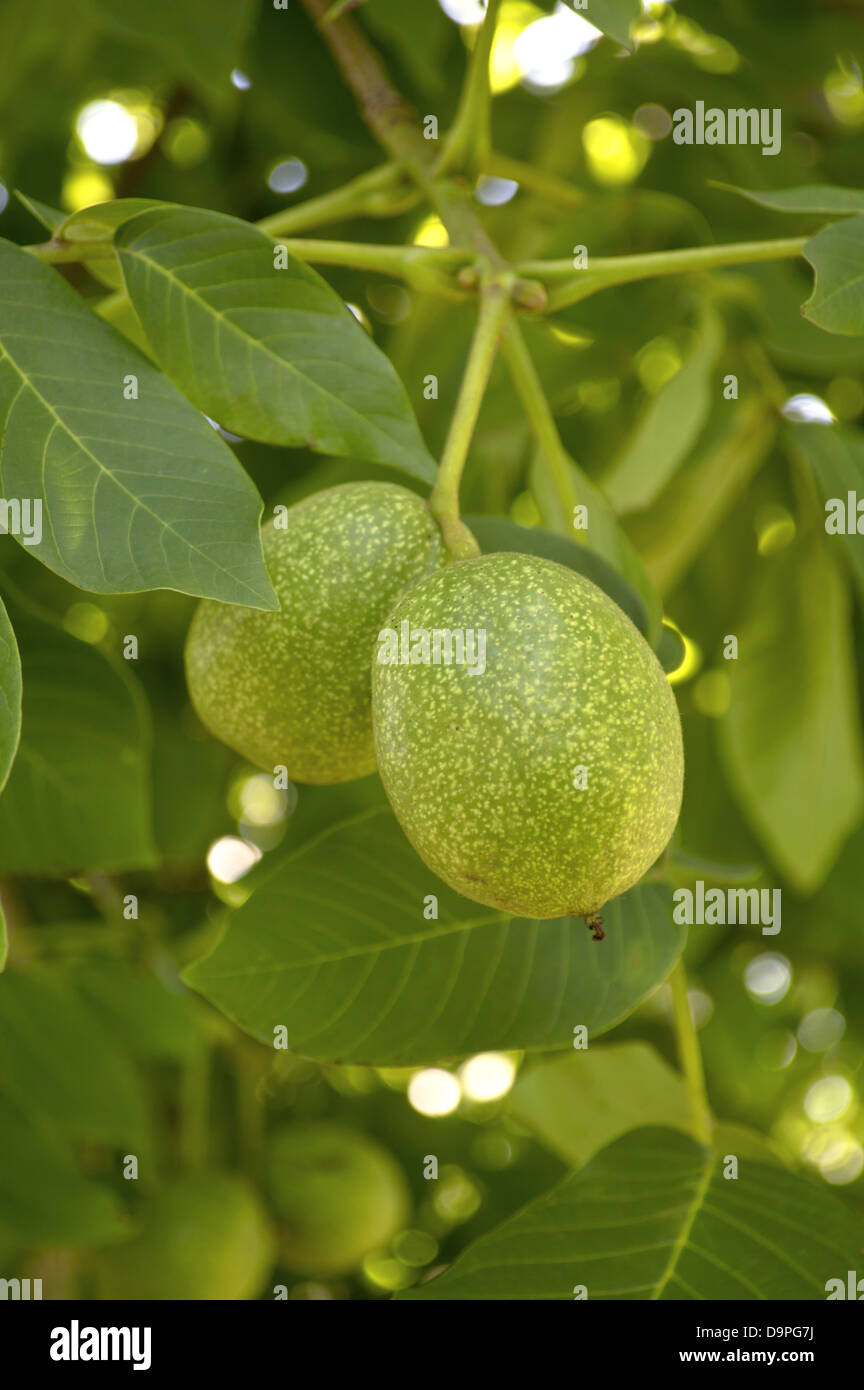 Green walnuts growing on a tree, spring season Stock Photo - Alamy