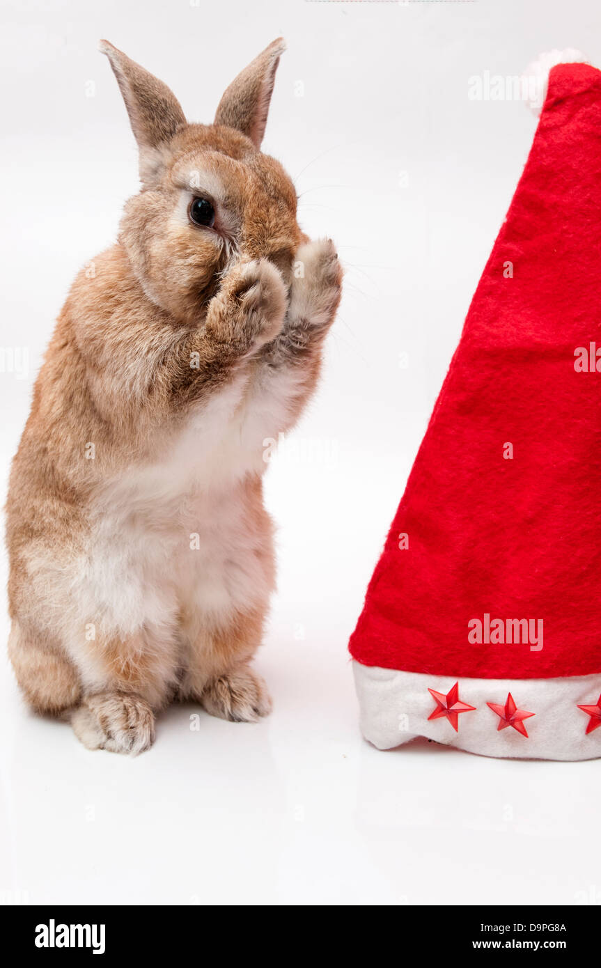Funny Rabbit wearing a christmas hat Stock Photo - Alamy