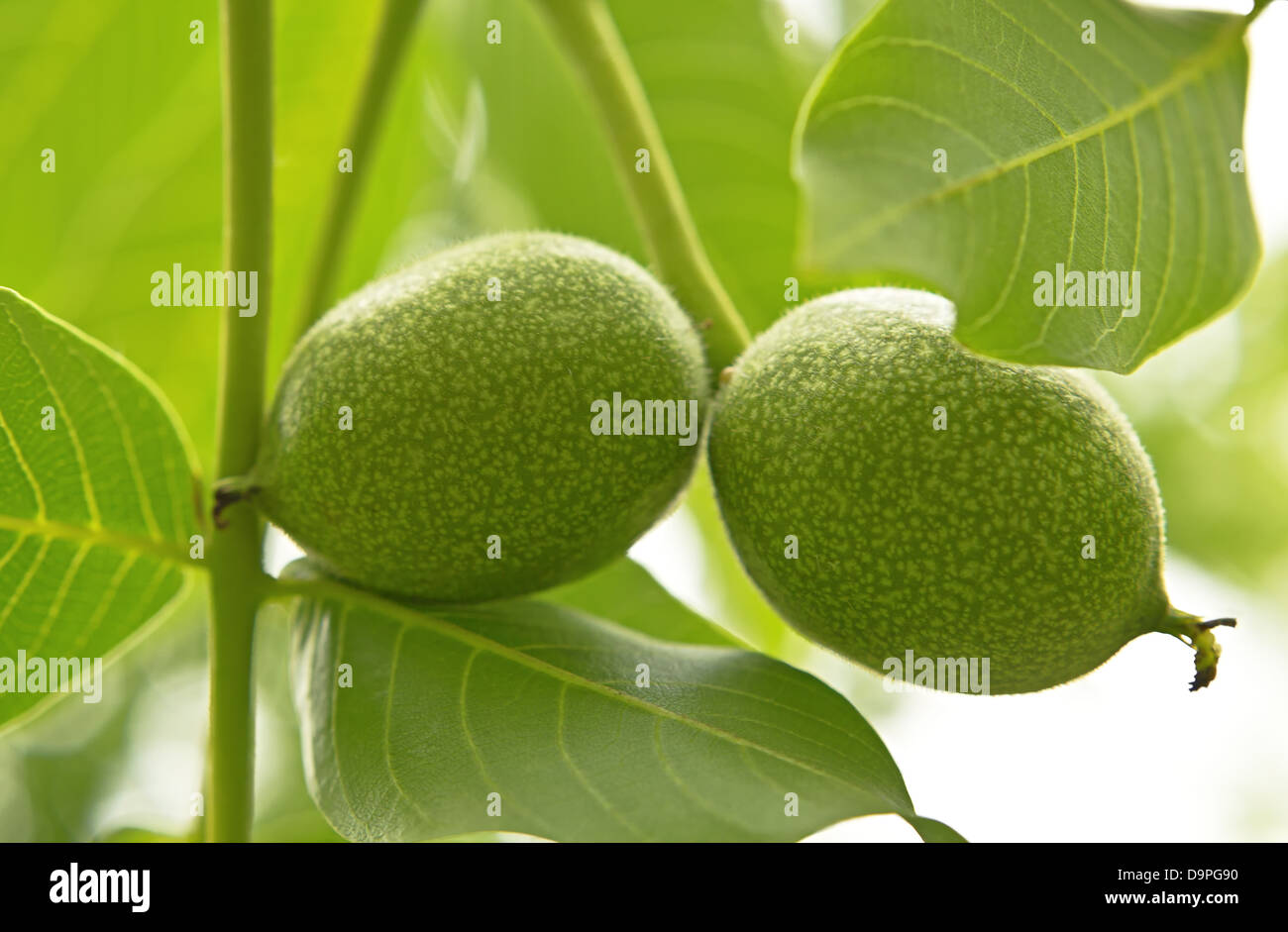 Green walnuts growing on a tree, spring season Stock Photo - Alamy
