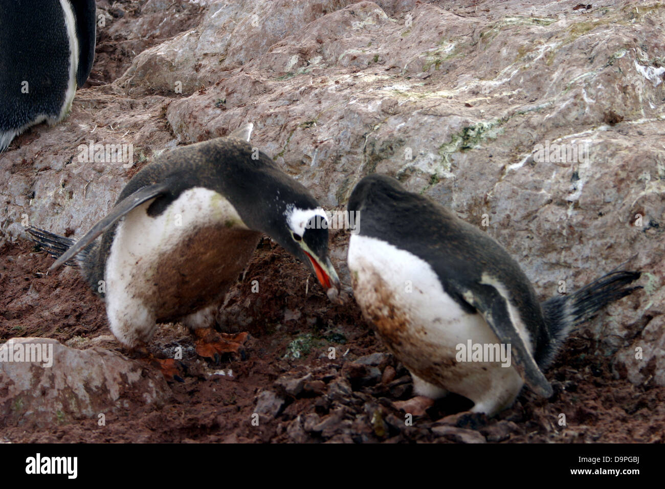 Mate for life hi-res stock photography and images - Alamy