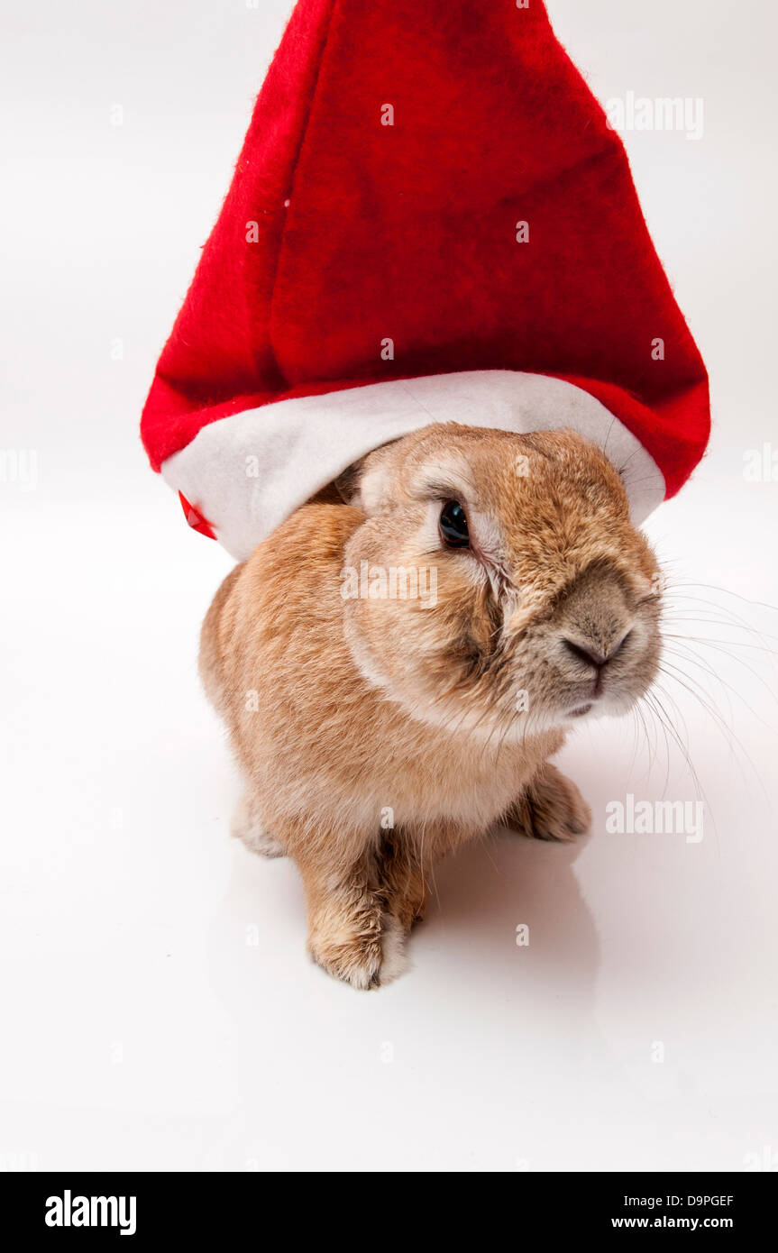 Rabbit wearing hat hi-res stock photography and images - Alamy