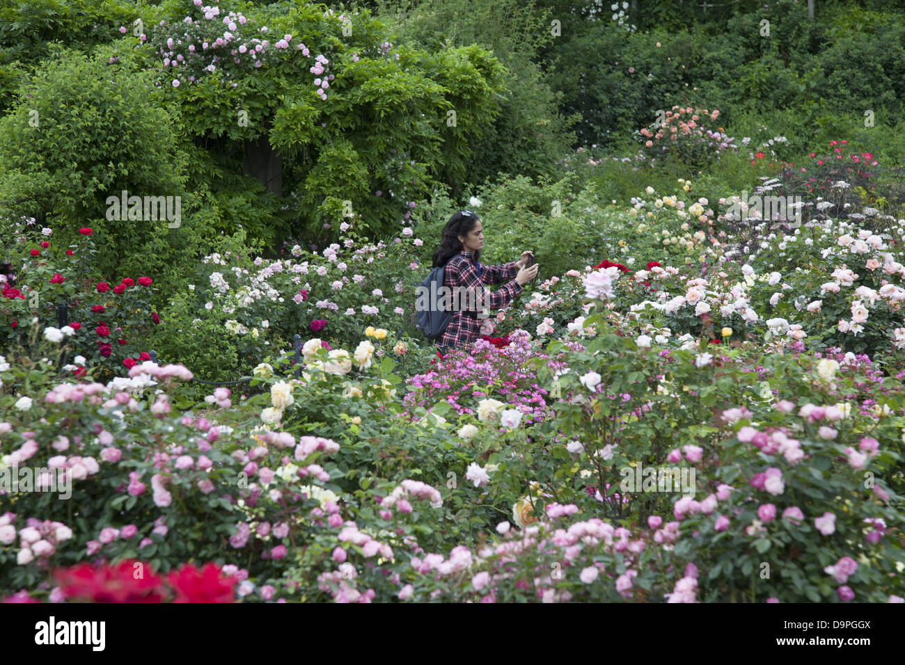 Cranford Rose Garden in bloom at the Brooklyn Botanic Garden, Brooklyn ...