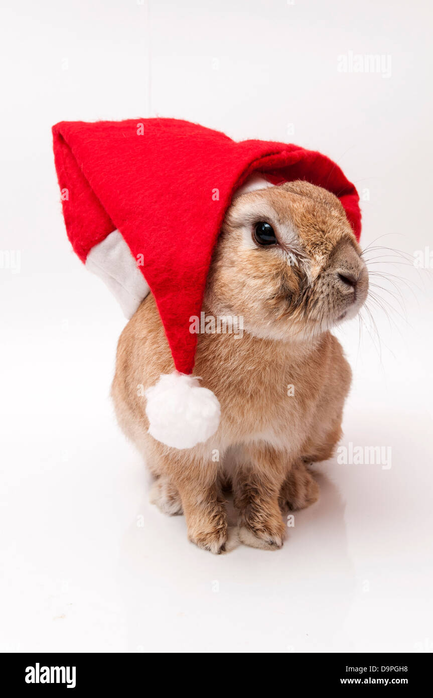 Funny Rabbit wearing a christmas hat Stock Photo - Alamy