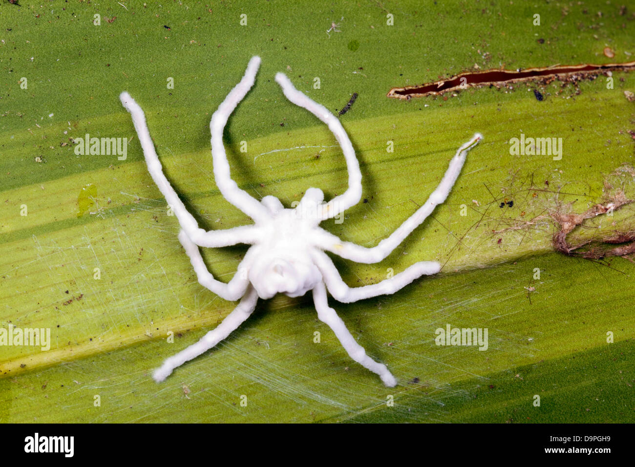 Spider infected and killed by a Cordyceps fungus. Body completely ... Spider infected and killed by a Cordyceps fungus. Body completely ...