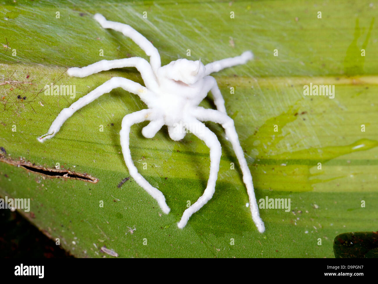 Fungal fruiting body hi-res stock photography and images - Alamy