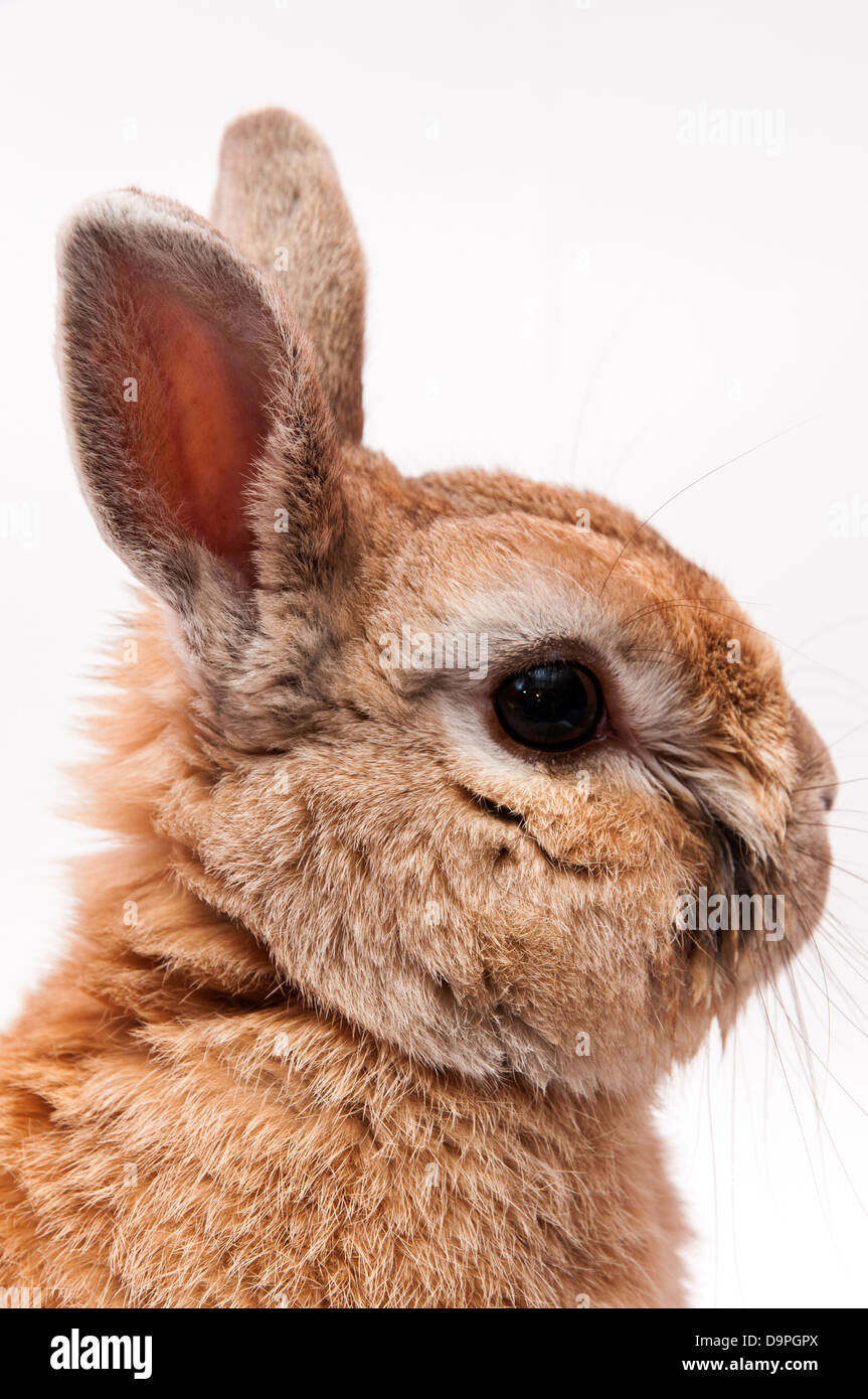 funny rabbit with white dress Stock Photo - Alamy