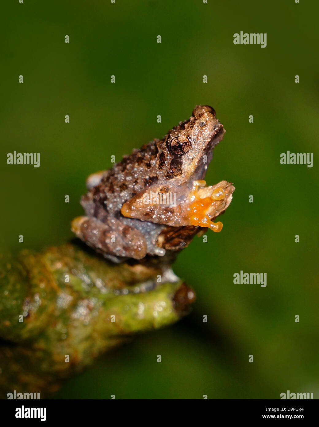 Tree hole frog hi-res stock photography and images - Alamy