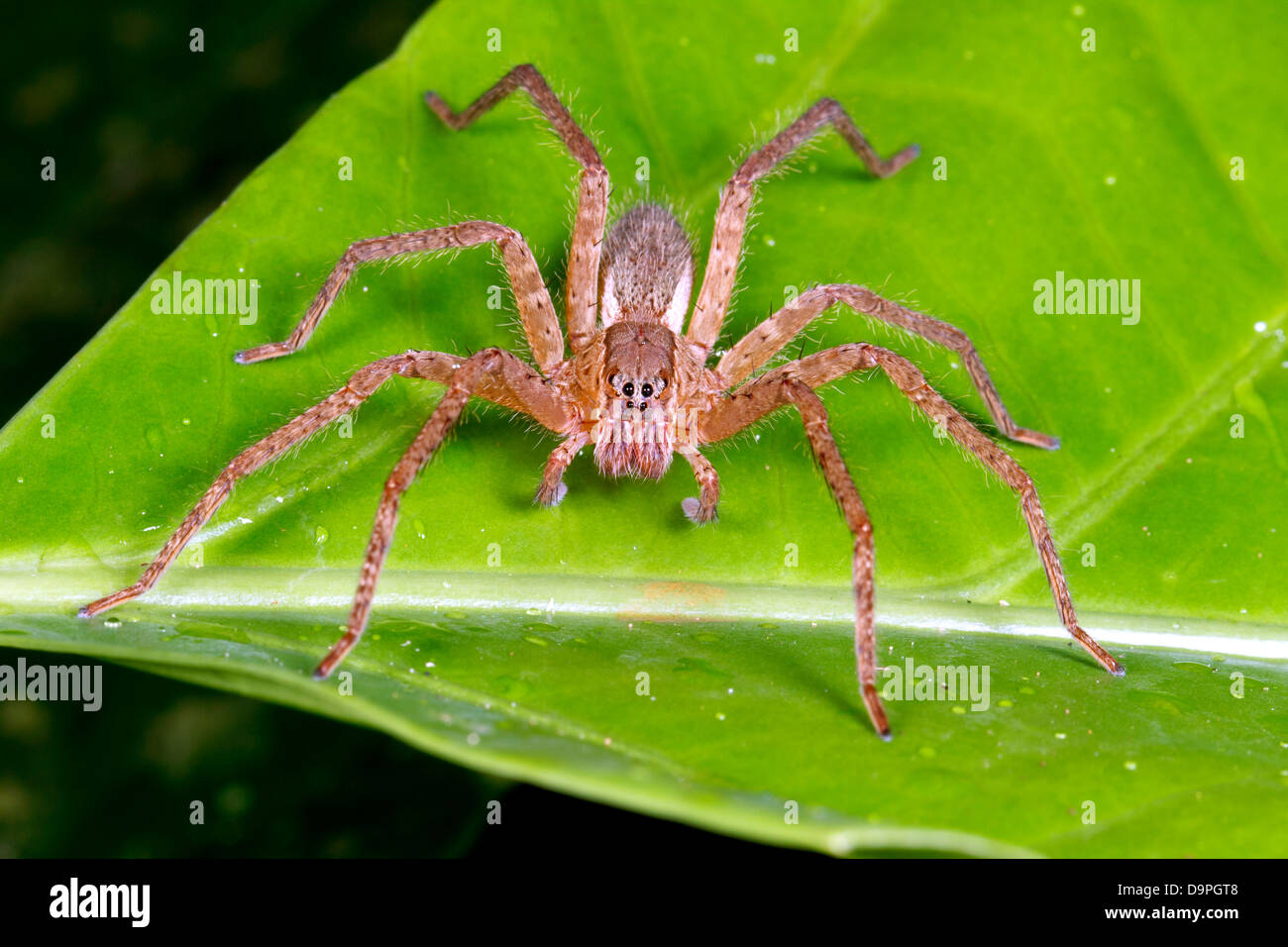 Tropical spider with 8 eyes. On a leaf in rainforest, Ecuador Stock ...