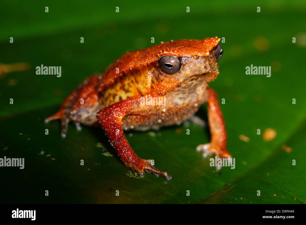 Kalophrynus baluensis Kinabalu sticky frog, endemic to Mount Kinabalu ...