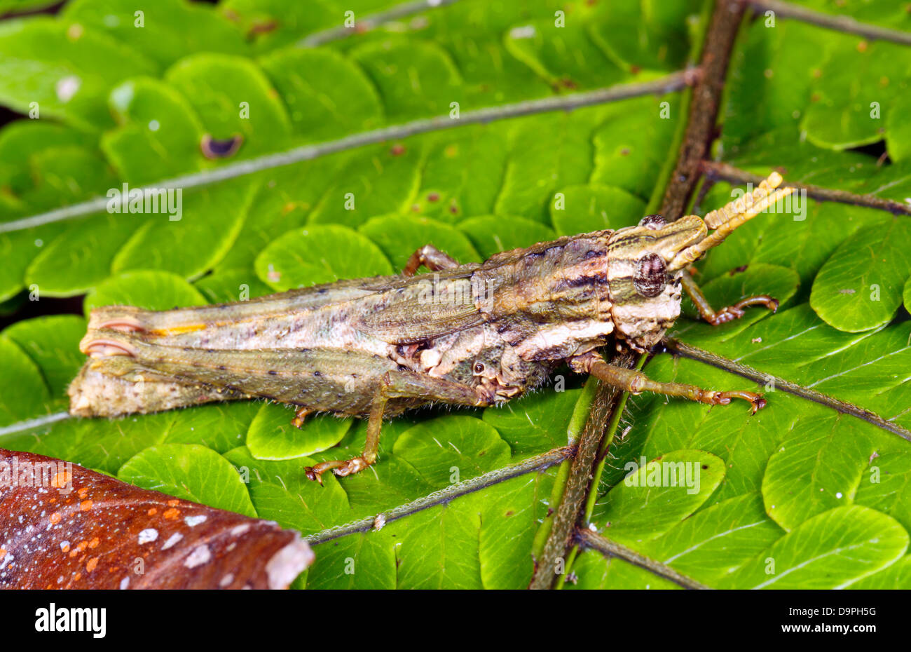 Tropical grasshopper on a lfern eaf in the rainforest, Ecuador Stock ...
