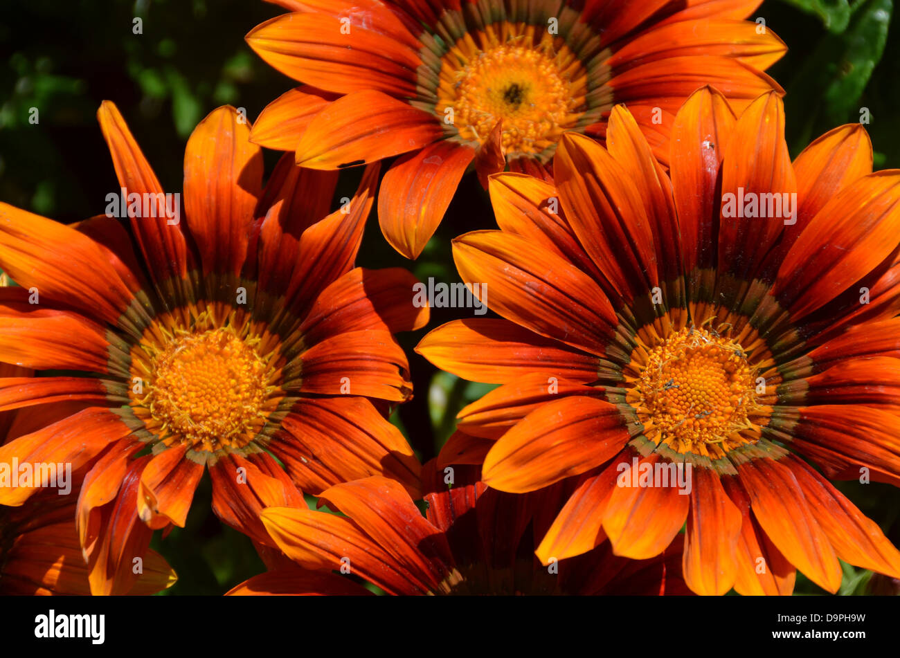 Calyx hi-res stock photography and images - Alamy