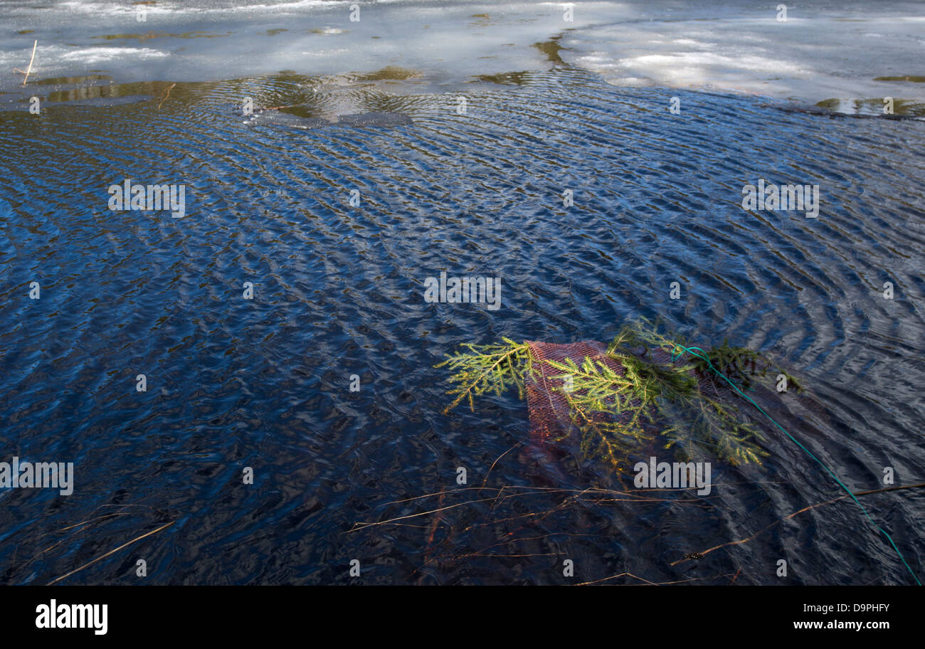 A pot trap ( rysä ) for fish in the water . Covered with spruce ...