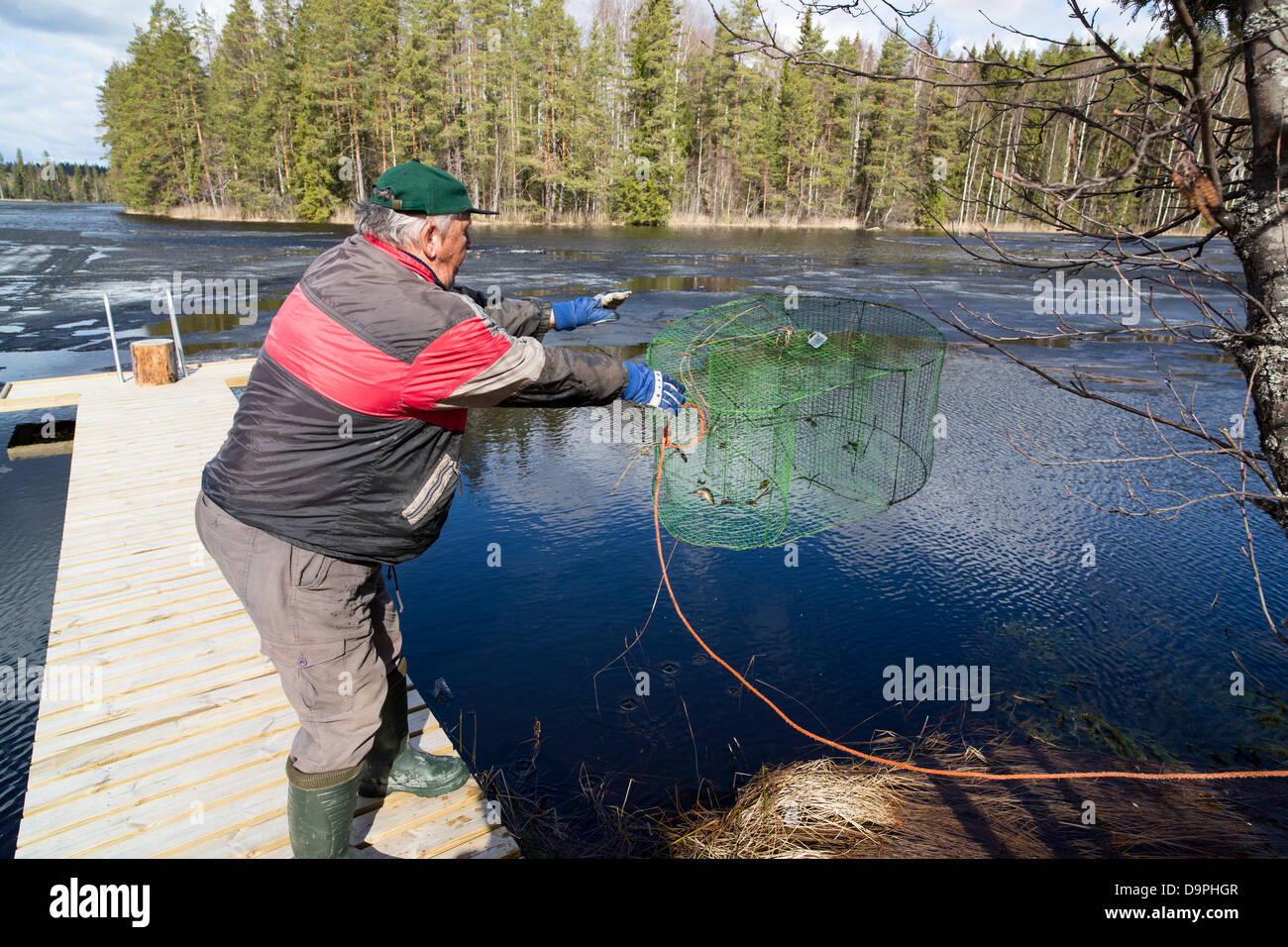Elderly man throwing a fish trap ( katiska ) into water , Finland Stock ...