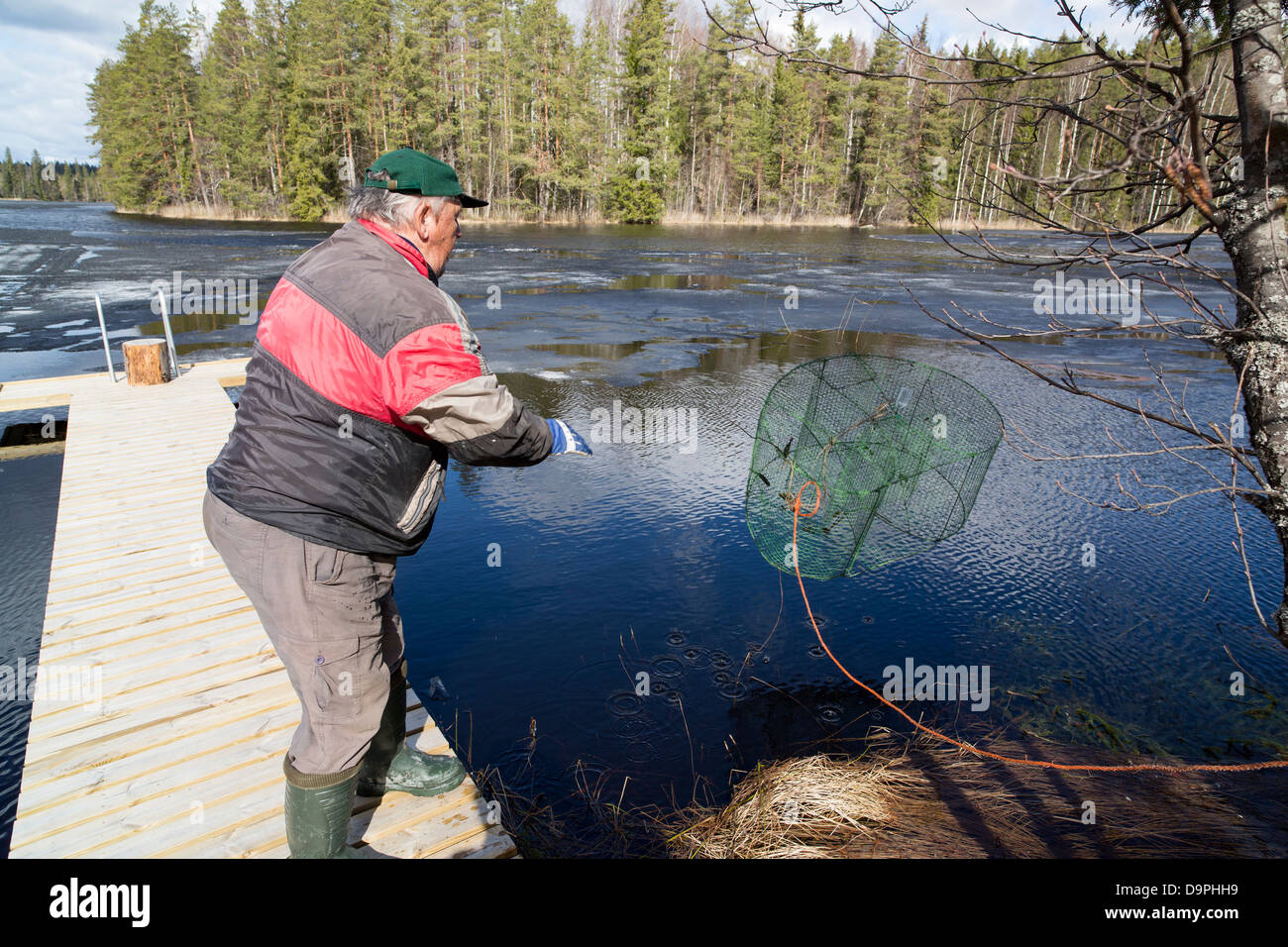 Elderly man throwing a fish trap ( katiska ) into water , Finland Stock ...