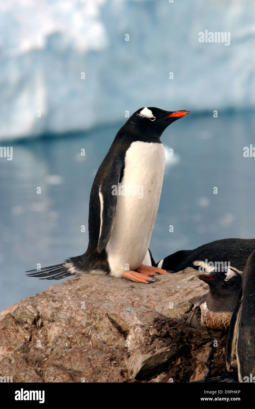 Untouched portrait hi-res stock photography and images - Alamy