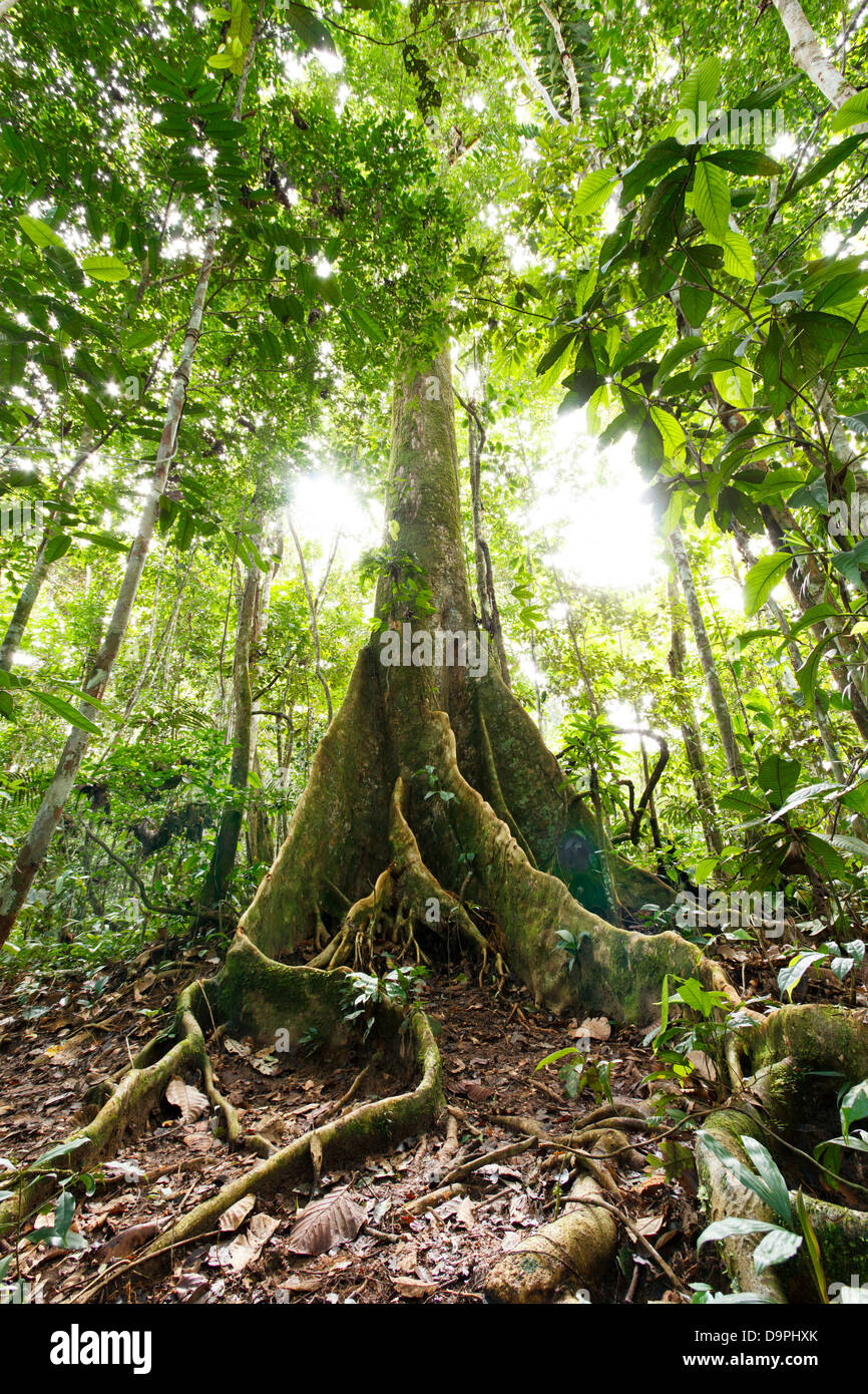 Large tree in primary tropical rainforest with buttress roots, Ecuador ...