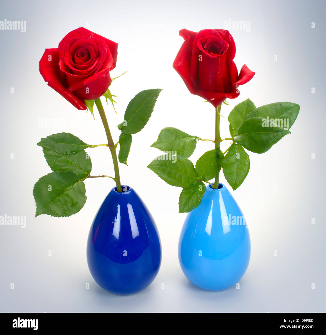 Red roses vase hi-res stock photography and images - Alamy