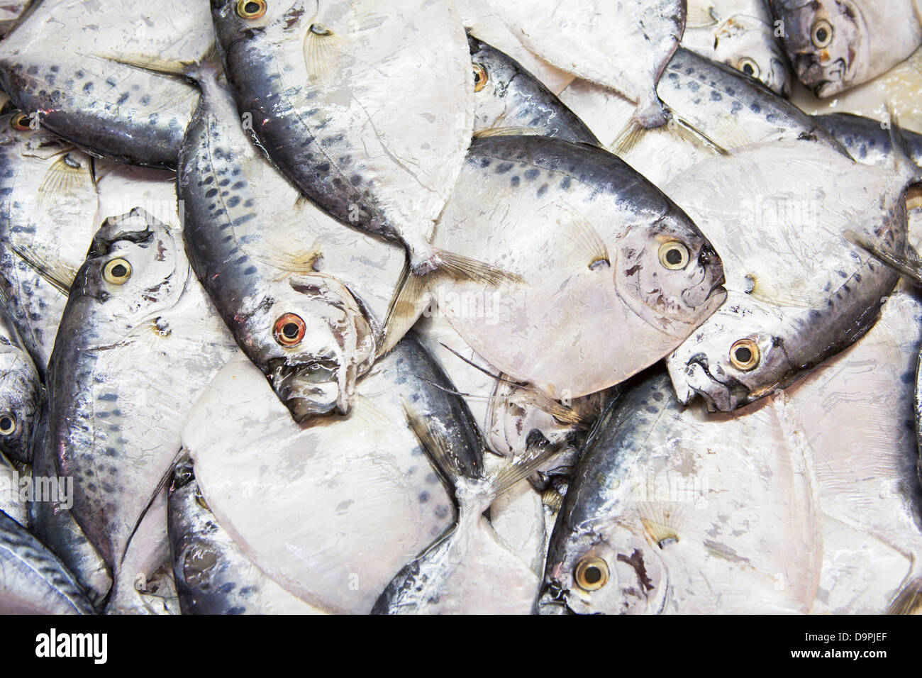 Malaysia fish hi-res stock photography and images - Alamy