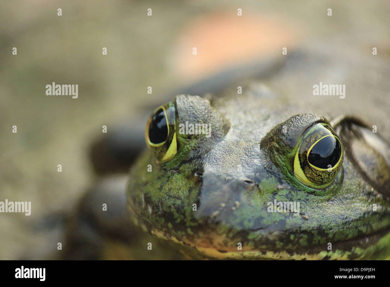 A macro picture of a frog Stock Photo - Alamy