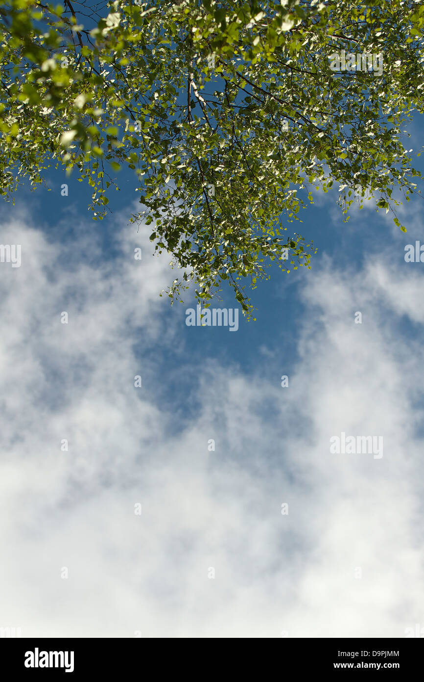 An expanse of sky with a birch tree entering the upper third Stock ...