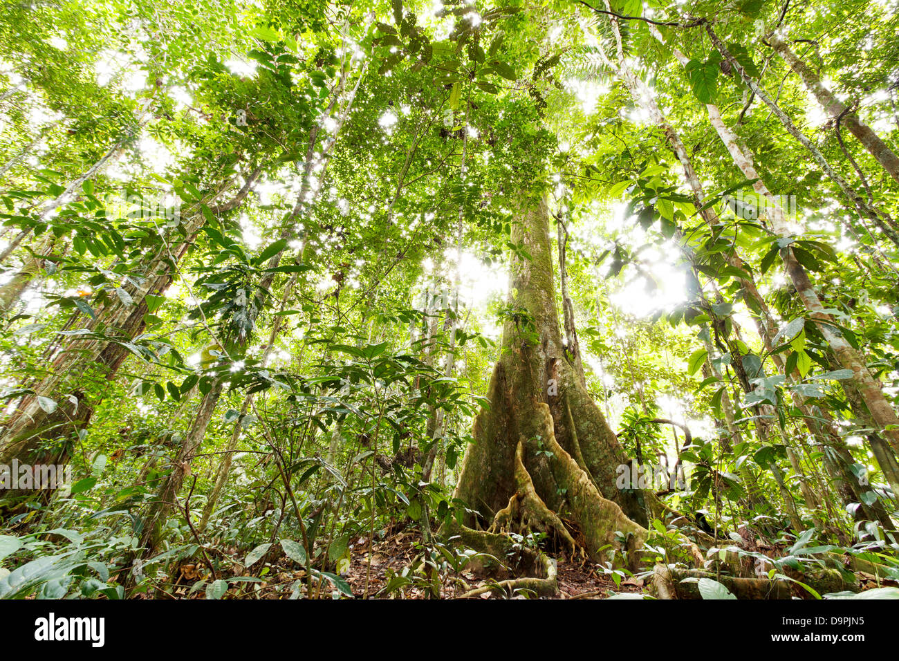Rainforest tree buttressed trunk hi-res stock photography and images ...