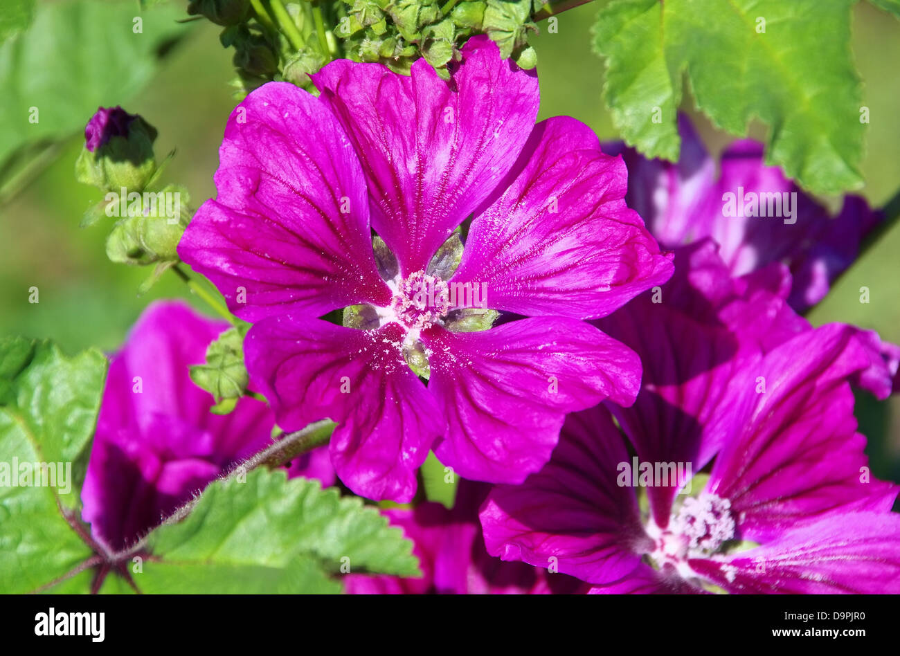 Malve - malva 01 Stock Photo - Alamy