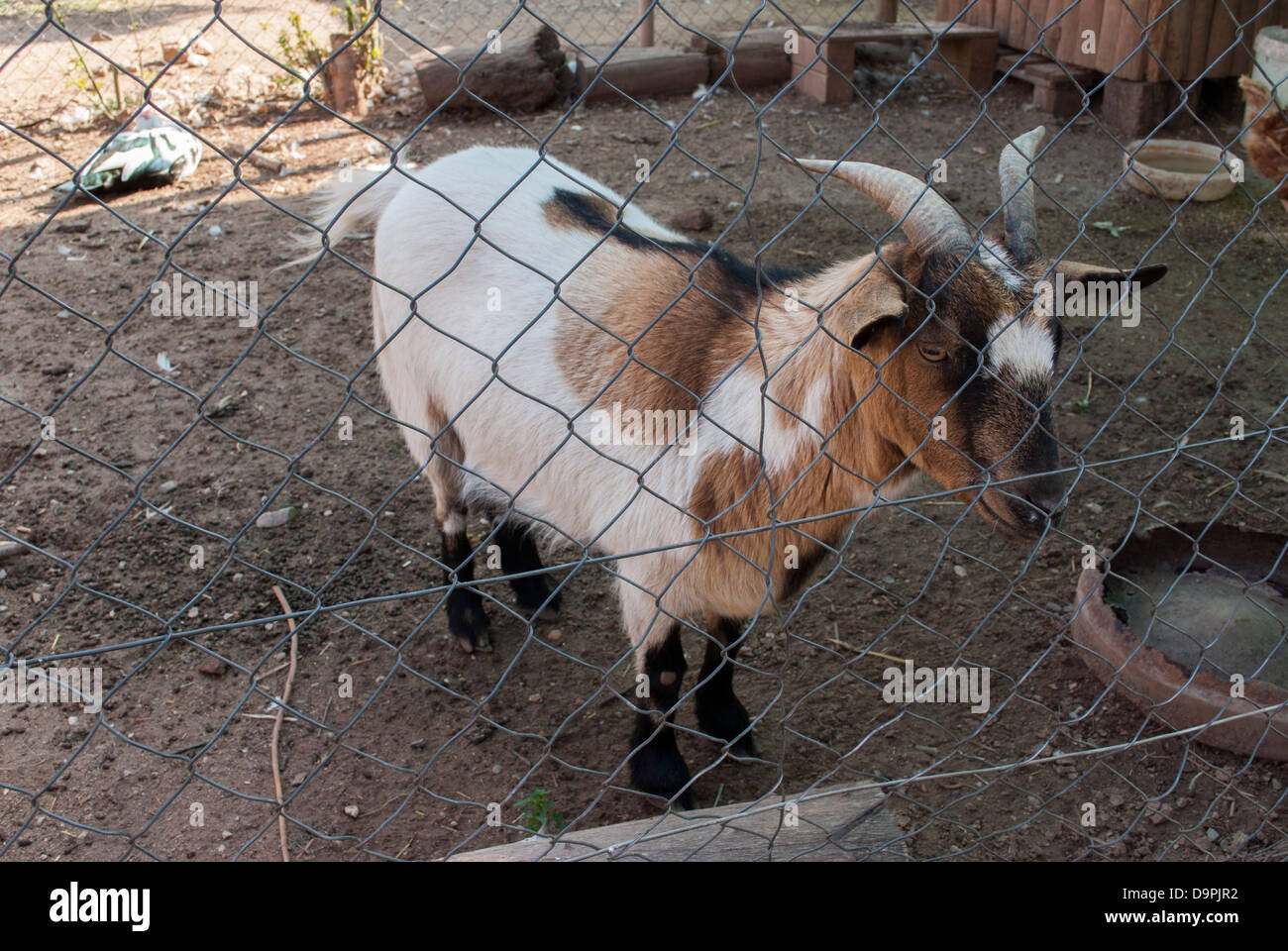 goat enclosed within a garden with fencing Stock Photo - Alamy