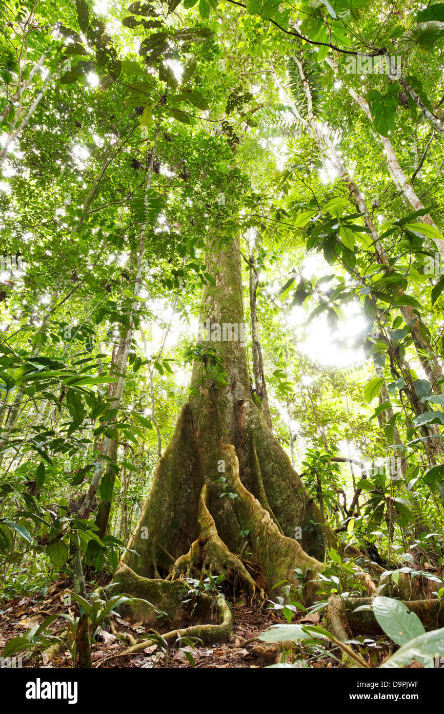 Rainforest buttress roots hi-res stock photography and images - Alamy