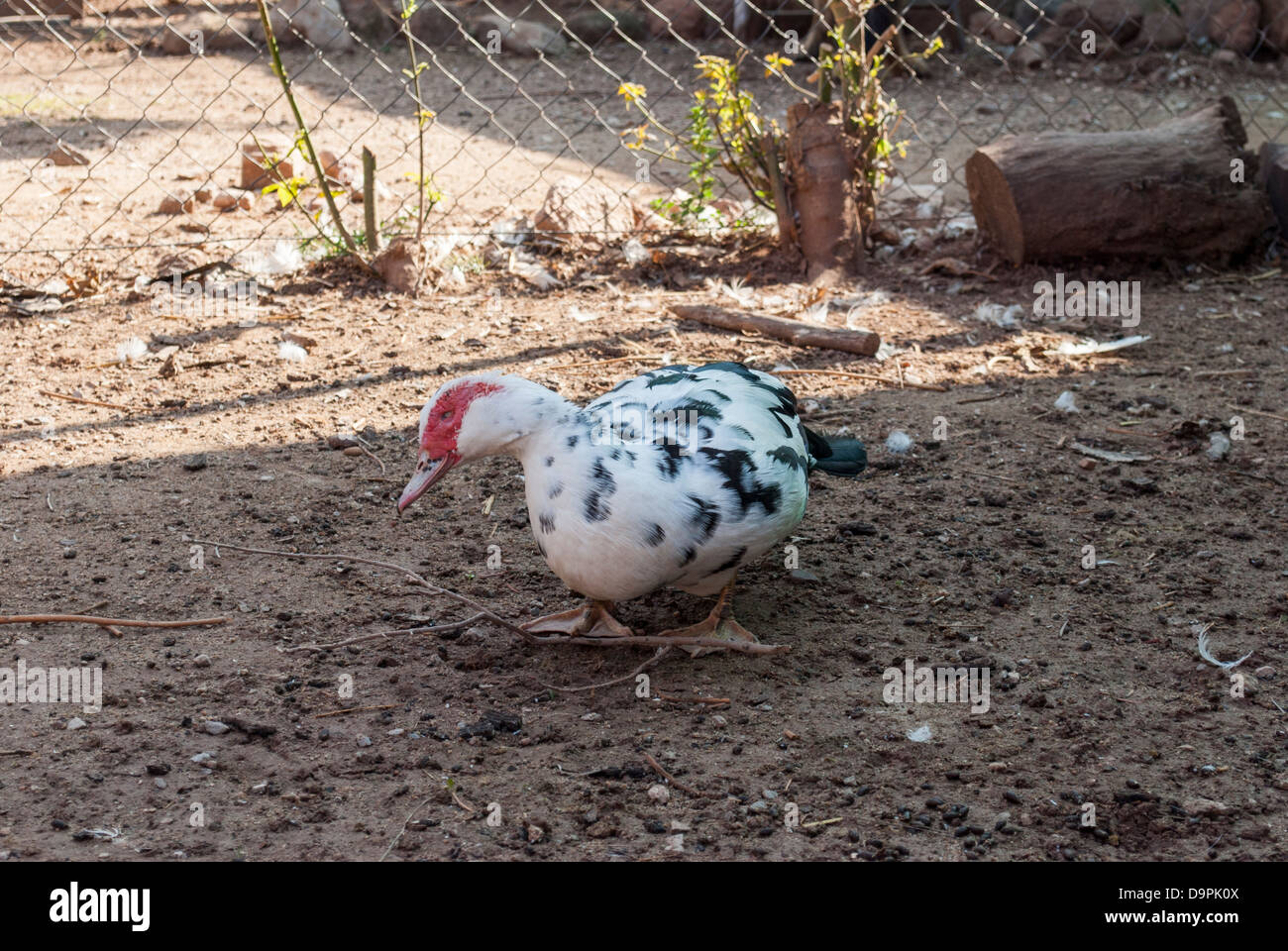 White duck with black spots Stock Photo - Alamy