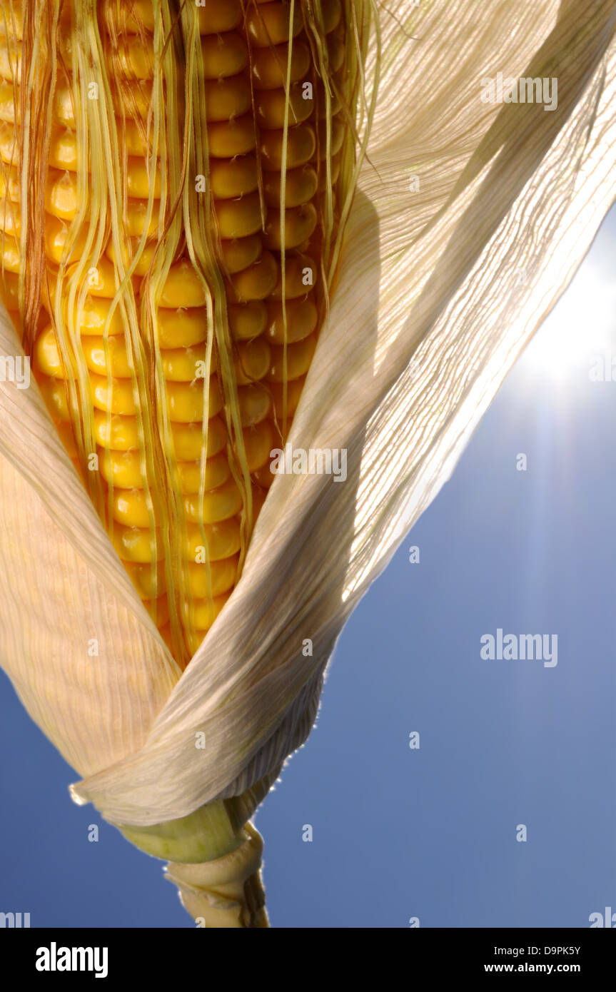 Yellow corn on sky Stock Photo - Alamy