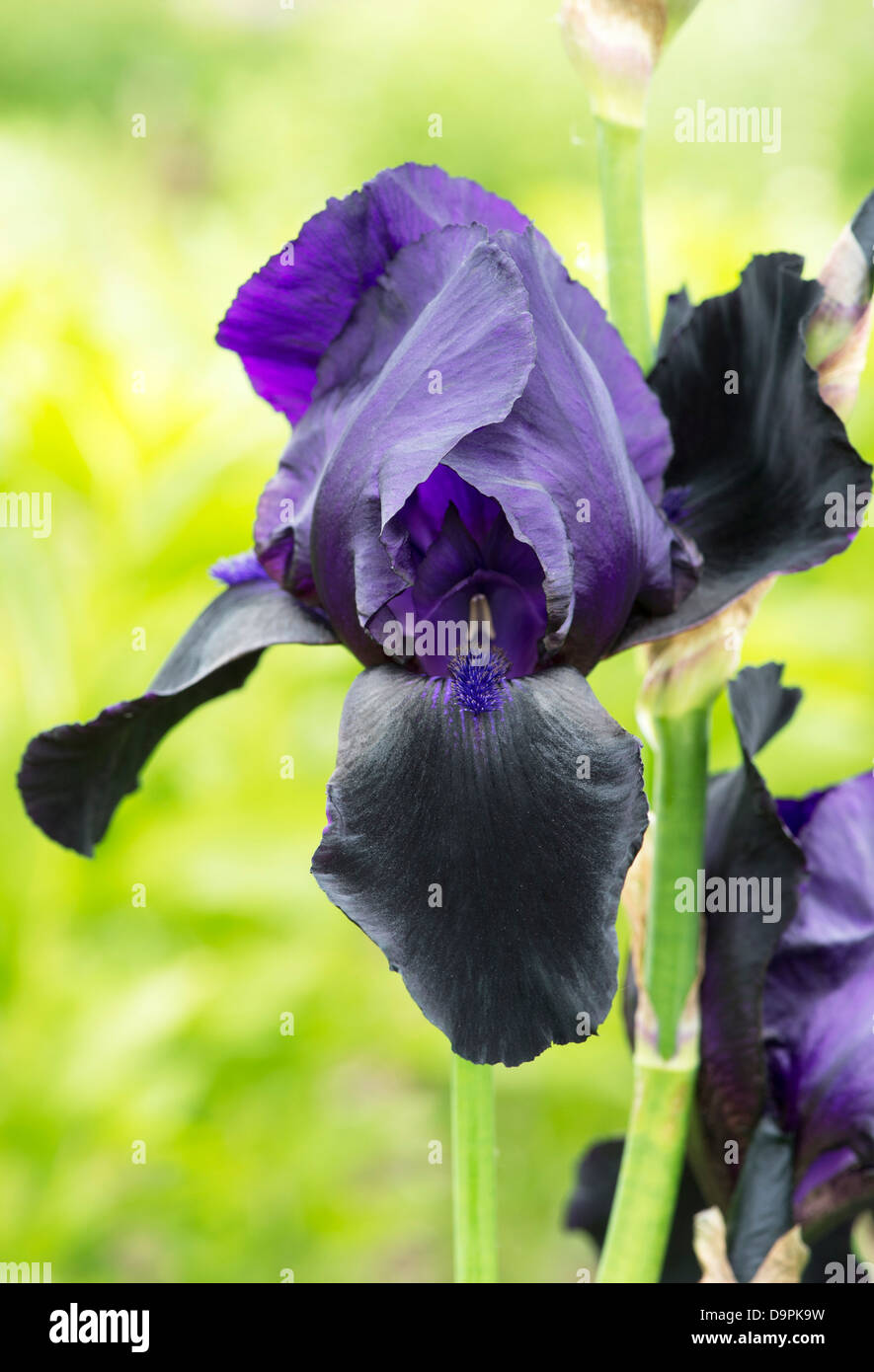 Black Dragon Iris