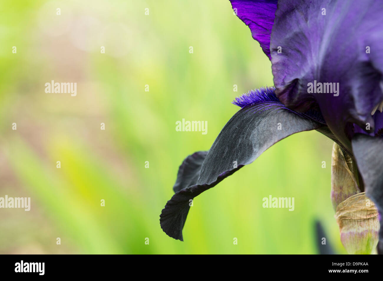 Bearded Iris 'Germanica' flower Stock Photo - Alamy