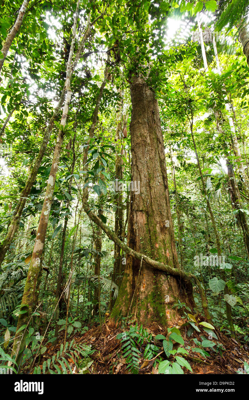 Large tree in primary tropical rainforest, Ecuador Stock Photo - Alamy