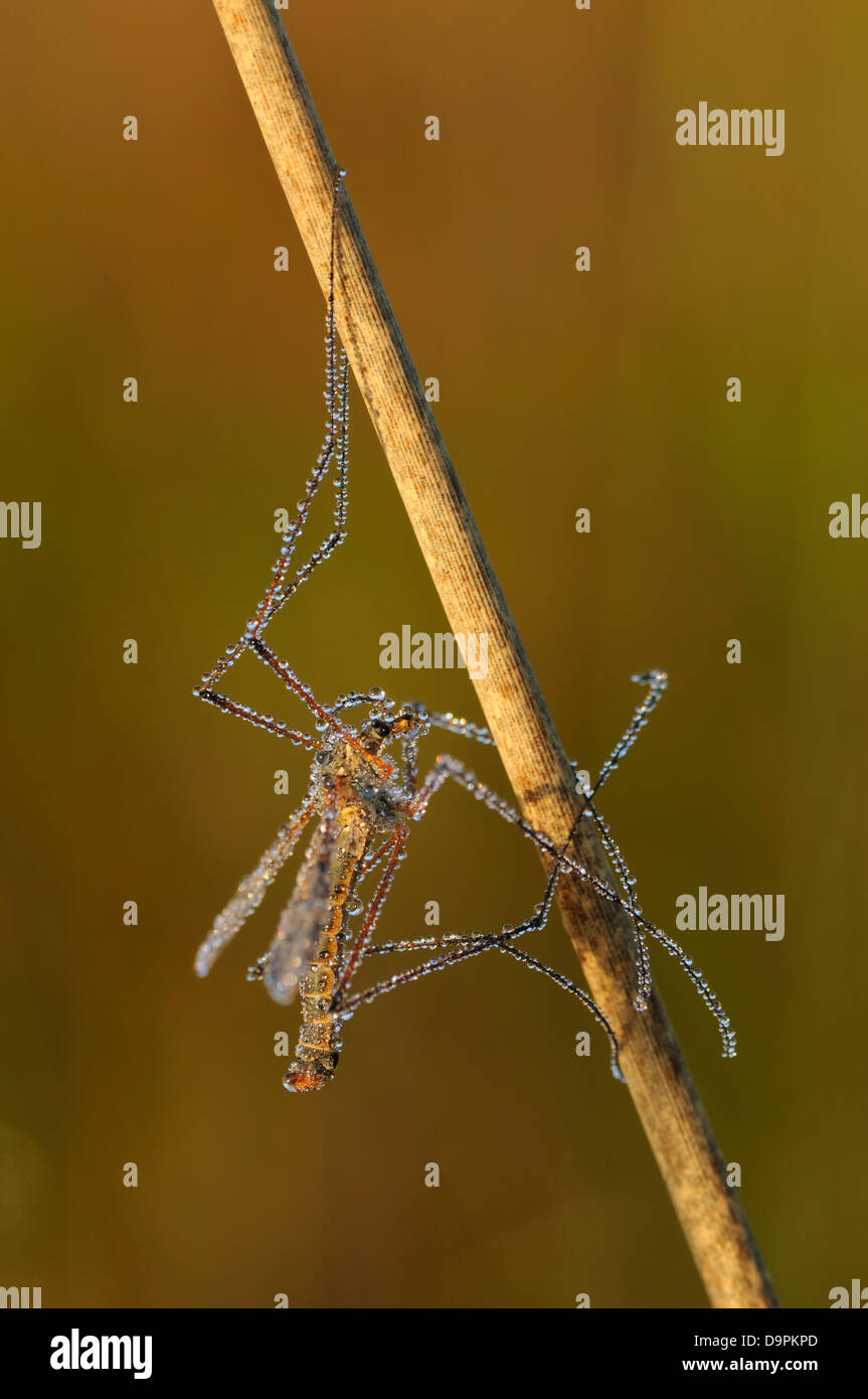Schnake, crane fly, Tipula, Tipulidae Stock Photo - Alamy