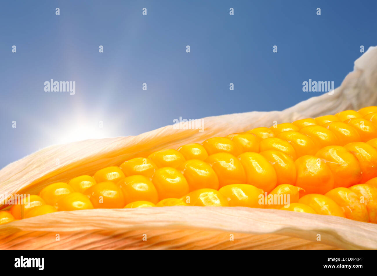 Yellow corn on sky Stock Photo - Alamy