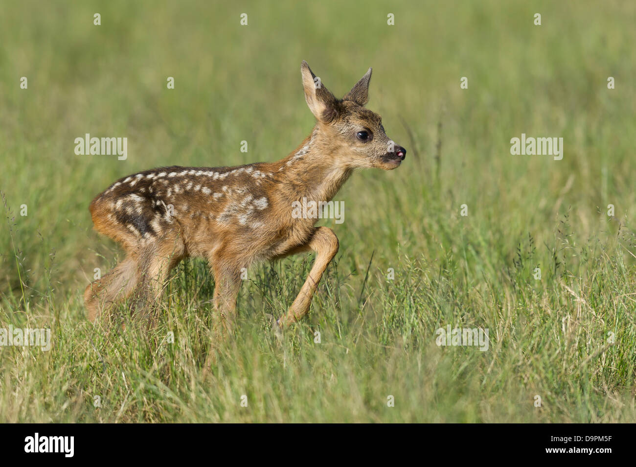 Capreolus capreolus Jungtier Kitz Reh Rehwild Roe Deer Stock Photo - Alamy