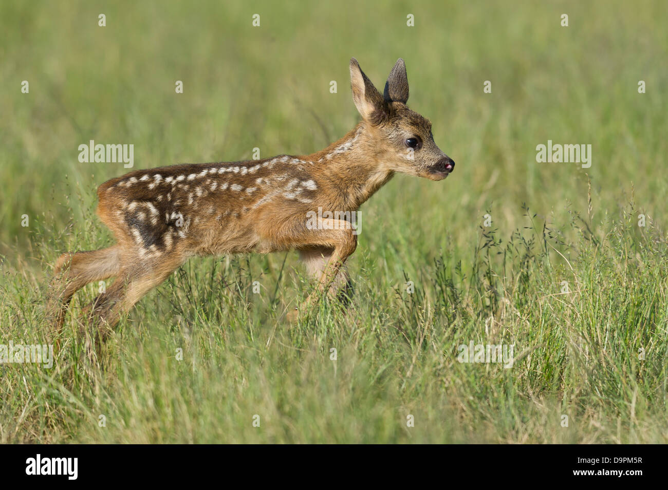 Capreolus capreolus Jungtier Kitz Reh Rehwild Roe Deer Stock Photo - Alamy
