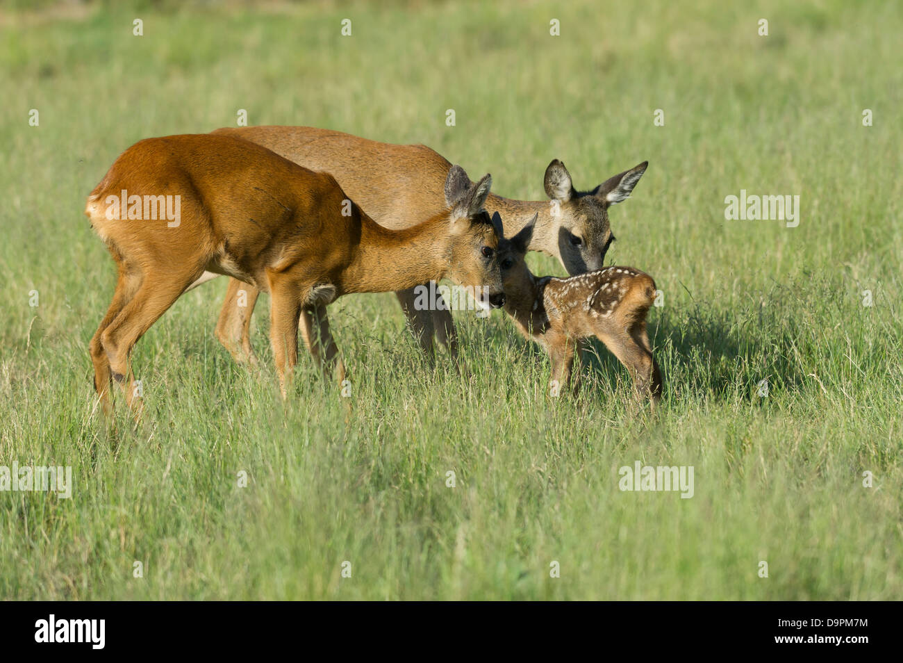 Capreolus capreolus Jungtier Kitz Reh Rehwild Roe Deer Stock Photo - Alamy