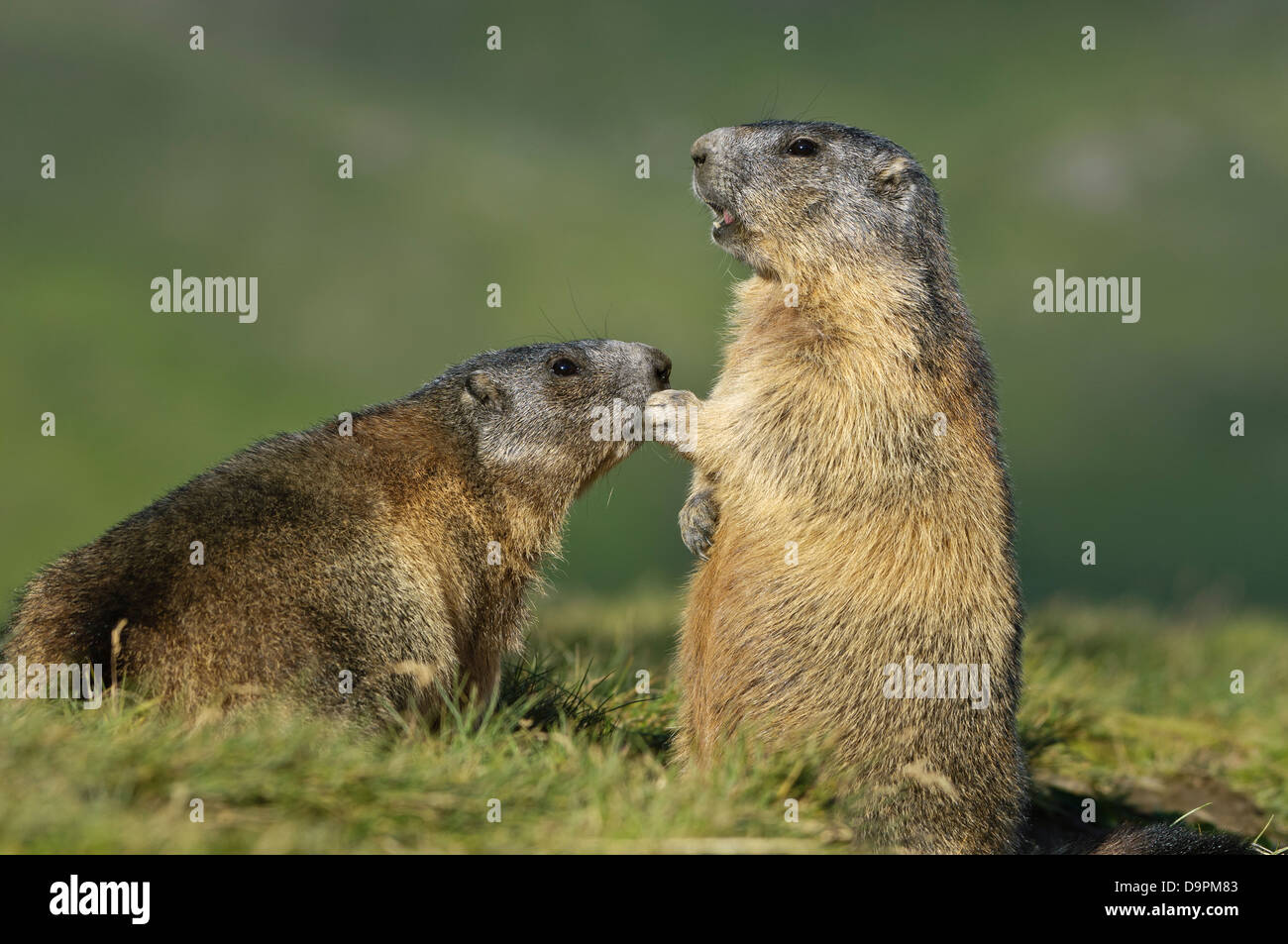 Murmeltier, Alpine Marmot, Marmota marmota Stock Photo - Alamy