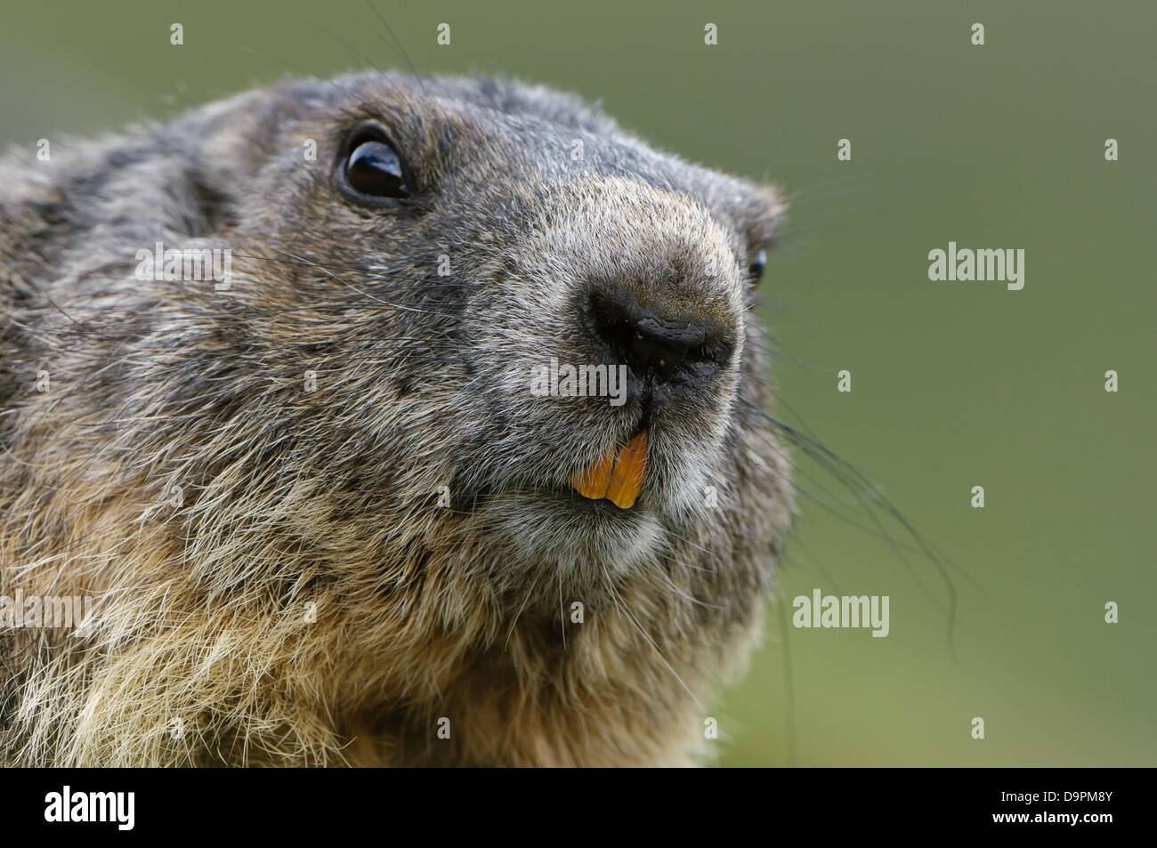 Murmeltier, Alpine Marmot, Marmota marmota Stock Photo - Alamy