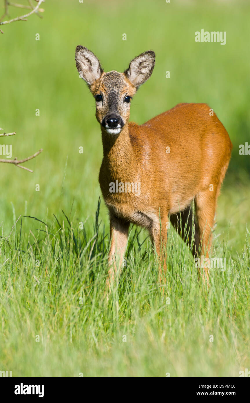Capreolus capreolus Jungtier Kitz Reh Rehwild Roe Deer Stock Photo - Alamy