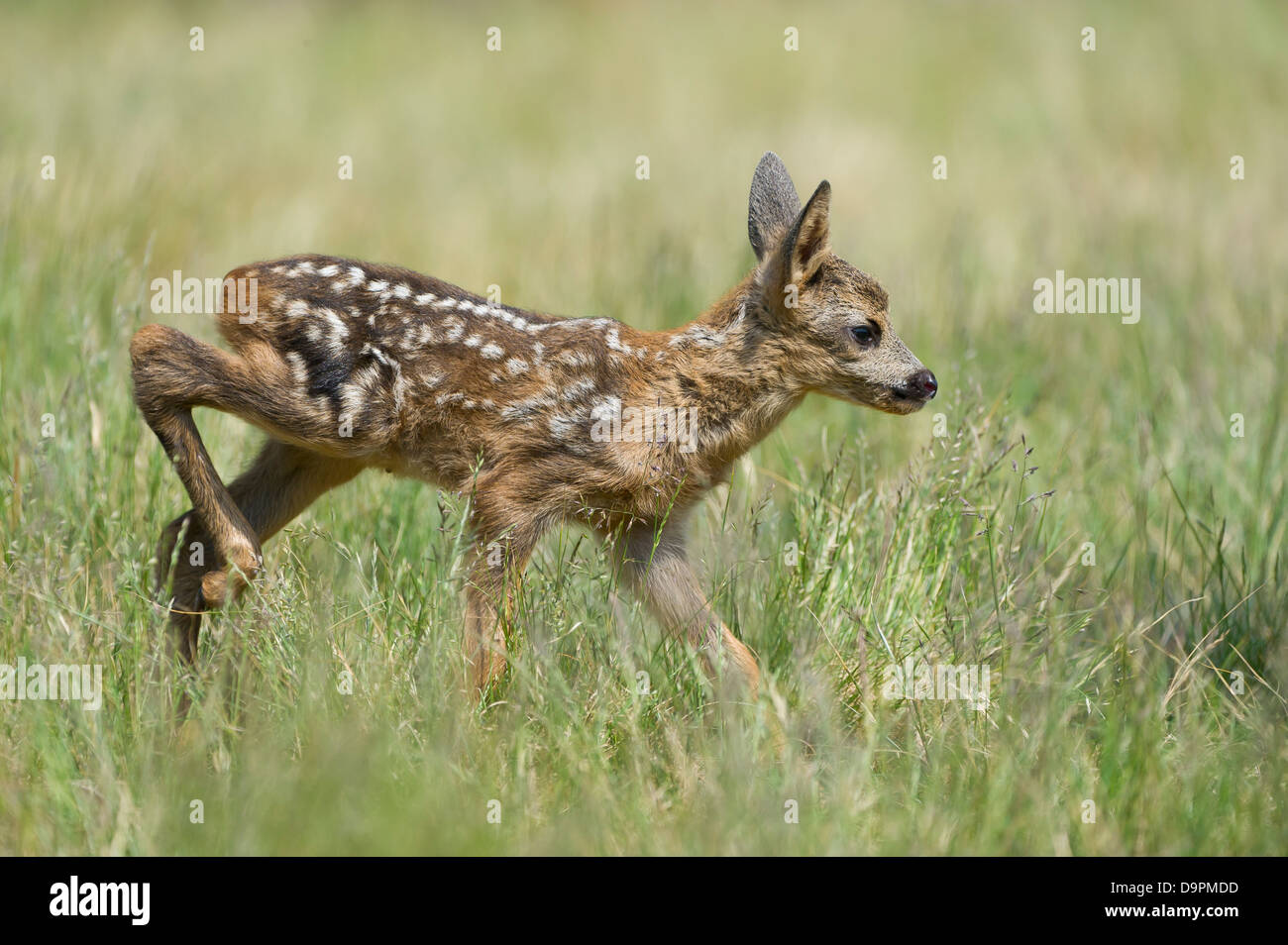 Capreolus capreolus Jungtier Kitz Reh Rehwild Roe Deer Stock Photo - Alamy