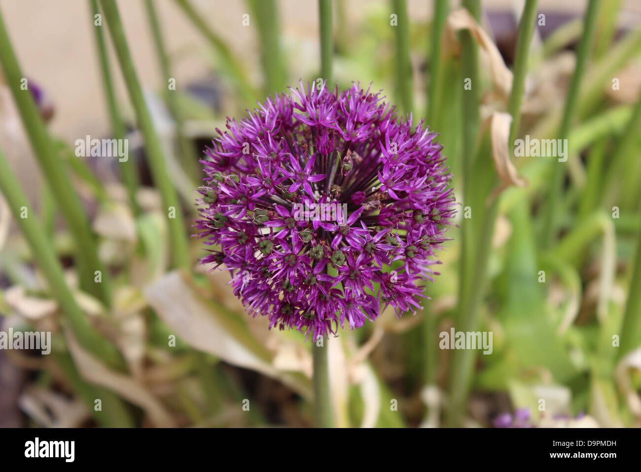 Purple Flower Cluster Stock Photo - Alamy