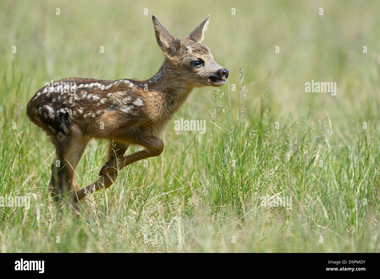 Capreolus capreolus Jungtier Kitz Reh Rehwild Roe Deer Stock Photo - Alamy