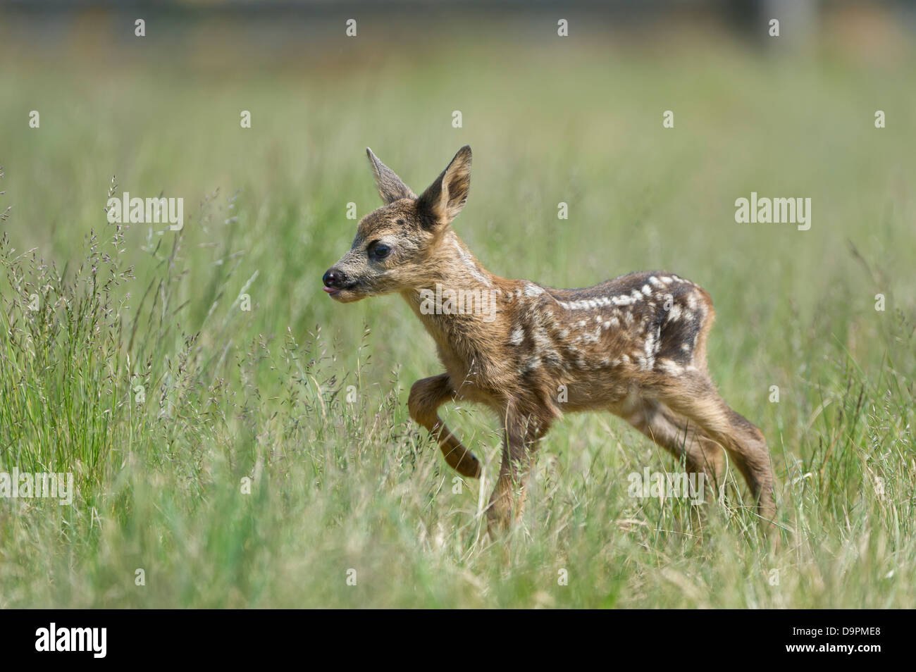 Capreolus capreolus Jungtier Kitz Reh Rehwild Roe Deer Stock Photo - Alamy
