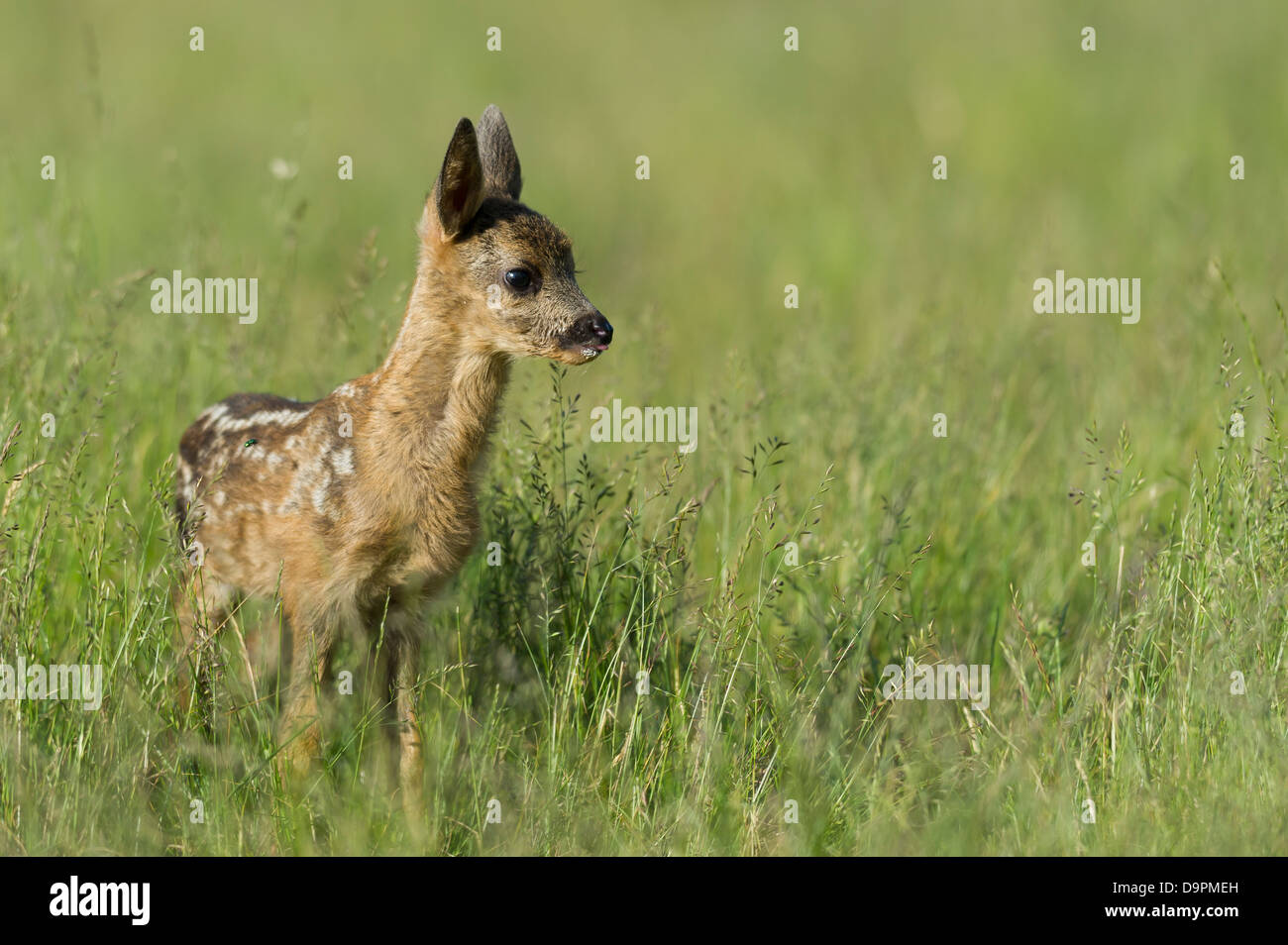 Capreolus capreolus Jungtier Kitz Reh Rehwild Roe Deer Stock Photo - Alamy