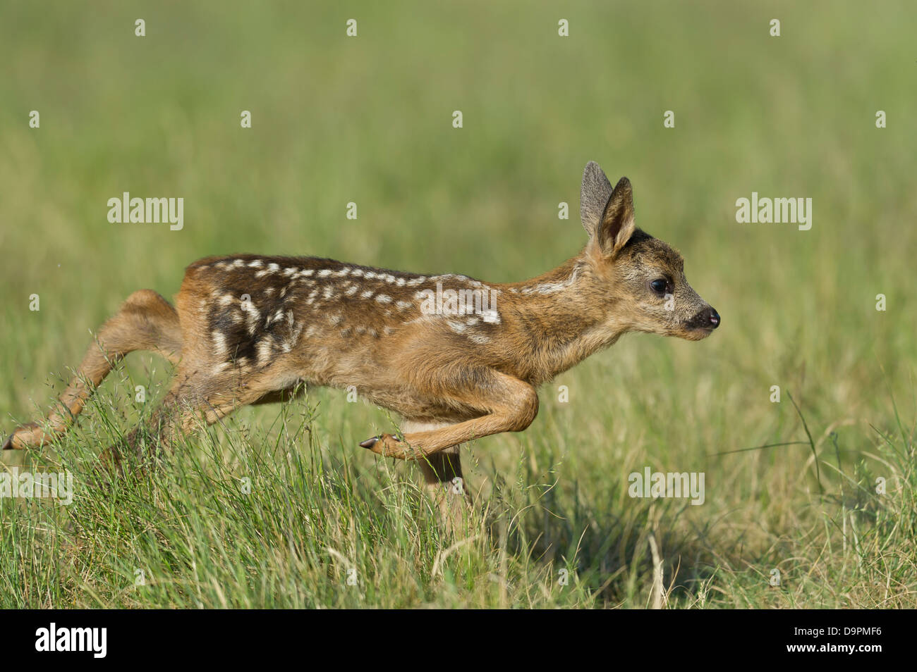 Capreolus capreolus Jungtier Kitz Reh Rehwild Roe Deer Stock Photo - Alamy