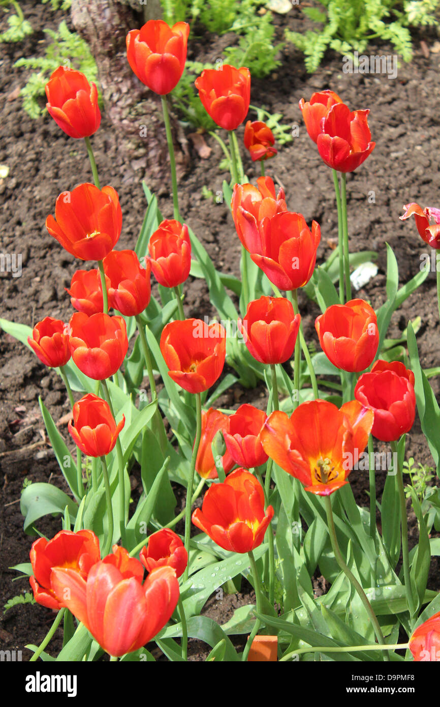 Red Tulips in bloom Stock Photo - Alamy